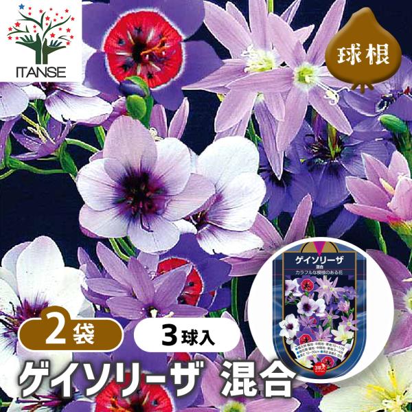 ※品種・花色の内訳はなく、ランダムに詰め合わせておりますので品種・花色指定などはできません。 ※パッケージ通りのお花が咲くわけではございません。予めご了承ください。【品種特徴】ゲイソリーザは、南アフリカ原産のアヤメ科ゲイソリーザ属の秋植え球...
