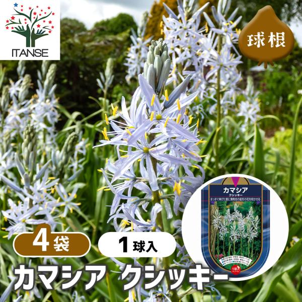 【品種特徴】 カマシア・クシッキー(クシキー)は、北アメリカ北西部原産の多年草球根植物で、春の庭を涼しげな青色の花で彩ります。 茎は30〜90cmほどに伸び、淡くウィステリア(藤色に近い)ブルーの星形の花を多数穂状に咲かせます。 花は下から...
