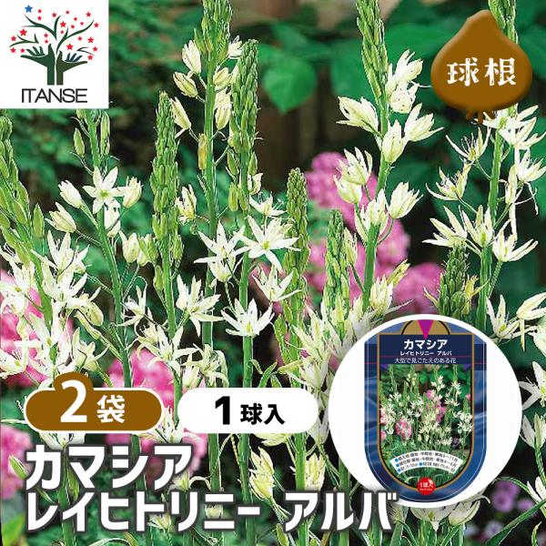 【品種特徴】 レイヒトリニー・アルバは、クリーミーな白色〜ややアイボリーがかった星形の花(６枚のテパル)を穂状に多数咲かせるカマシアの品種です。 花は下から順に咲き上がり、花茎は直立するのでスラリとして存在感があります。 葉は細長くベースロ...