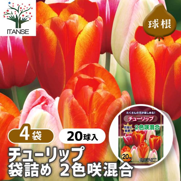 ※品種・花色の内訳はなく、ランダムに詰め合わせておりますので品種・花色指定などはできません。 ※パッケージ通りのお花が咲くわけではございません。予めご了承ください。 【品種特徴】 2色咲きチューリップの混合です。 一袋で様々な色が楽しめ、お...