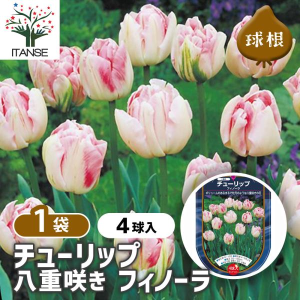 【品種特徴】 フィノーラは、八重咲きのチューリップで、ボリュームのあるまるで牡丹のような花姿が特徴です。 花色はクリームから淡いピンクを基調とし、花弁の縁にローズピンクが差す上品な色合いを持ちます。 草丈は25〜40cmほどで、春の終わりに...