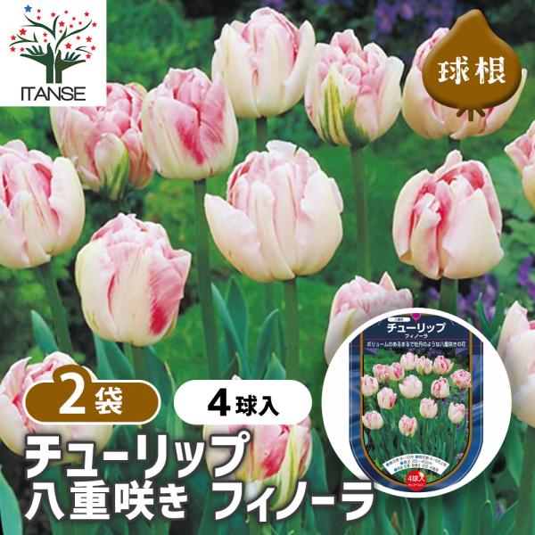 【品種特徴】 フィノーラは、八重咲きのチューリップで、ボリュームのあるまるで牡丹のような花姿が特徴です。 花色はクリームから淡いピンクを基調とし、花弁の縁にローズピンクが差す上品な色合いを持ちます。 草丈は25〜40cmほどで、春の終わりに...