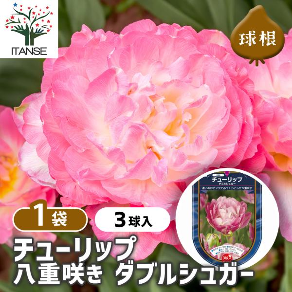 【品種特徴】 ダブルシュガーは、豪華な八重咲きのチューリップ品種です。 花の中心は淡い白を帯び、外側に向かうほど濃いピンクに変化する大輪の花を咲かせます。 花弁が幾重にも重なり合い、芍薬のように華やかな印象を与えるのが特徴です。 ピンクの美...