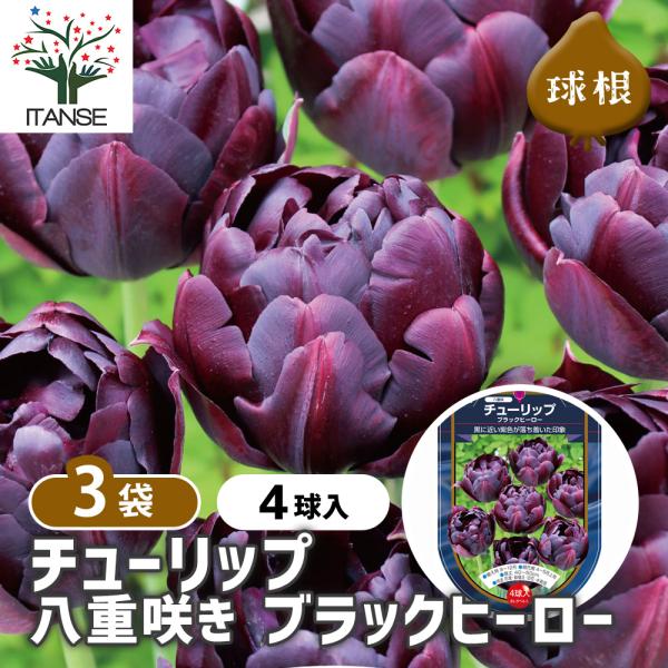 【品種特徴】 ダークヒーローは、豪華な八重咲チューリップ品種。 花色がダークカラーで、陽の当たり具合により多様に変化するおしゃれな品種。【検索キーワード】チューリップ ブラックヒーロー tulip 一重咲き 八重咲き ユリ咲き フリンジ咲き...
