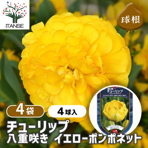 【品種特徴】 イエローポンポネットは、豪華な八重咲チューリップ品種で、鮮やかな黄色の丸みのある花が特徴です。 花びらは幾重にも重なり、開花とともに菊のような立体的な花姿を楽しめます。 明るい花色は陽の当たり具合や季節により微妙に色合いが変化...