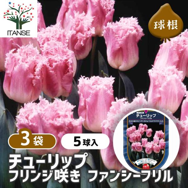 【品種特徴】 ファンシーフリルは、花弁の縁に繊細なフリルが入る華やかなフリンジ咲きチューリップです。 ややピンクがかった明るいローズ色の花びらに白い縁取りが入り、上品で可憐な印象を与えます。 草丈は25〜40cmほどで、庭植えや鉢植え、切り...