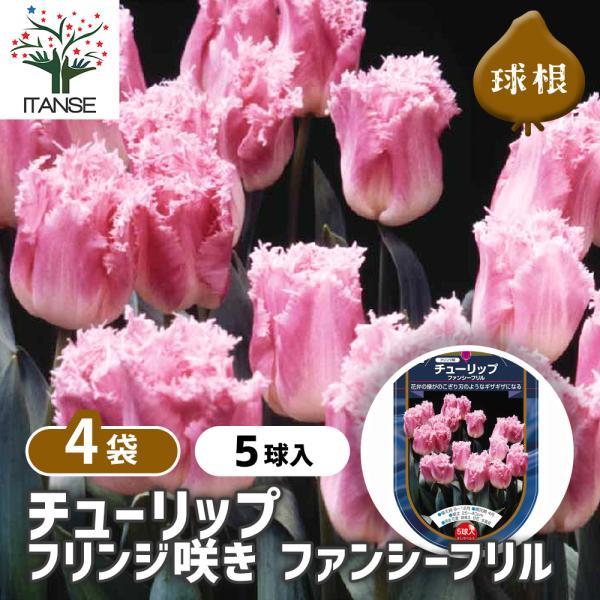 【品種特徴】 ファンシーフリルは、花弁の縁に繊細なフリルが入る華やかなフリンジ咲きチューリップです。 ややピンクがかった明るいローズ色の花びらに白い縁取りが入り、上品で可憐な印象を与えます。 草丈は25〜40cmほどで、庭植えや鉢植え、切り...