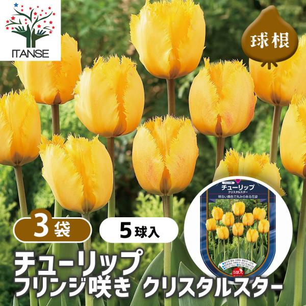 【品種特徴】 クリスタルスターは、光を反射するような鮮やかな純黄色の花色と、花弁縁の細かなギザギザが特徴のフリンジ咲きチューリップです。 花形は一重のカップ型で、縁のフリンジが光を受けてクリスタルのようにキラリと見えるため、花壇や切り花で存...