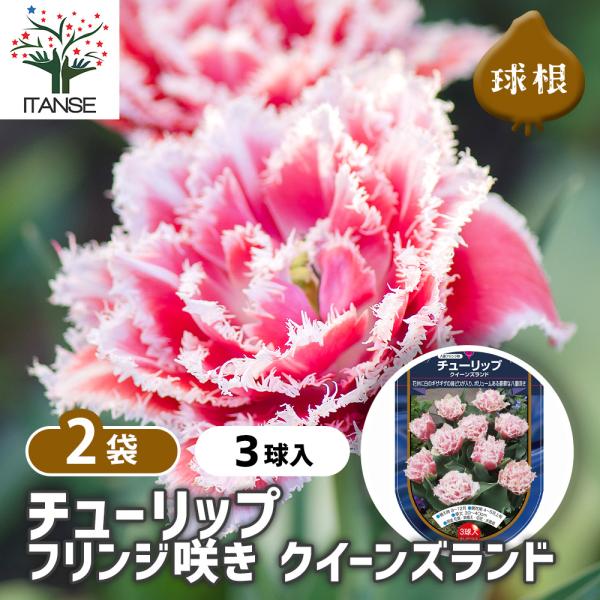 【品種特徴】クイーンズランドは、八重咲きで花弁の縁に白いフリンジが入る、非常に華やかなフリンジ咲きチューリップです。濃いローズピンクの花弁と白い縁取りのコントラストが美しく、まるでクリームをあしらったスイーツのような可憐さがあります。咲き進...