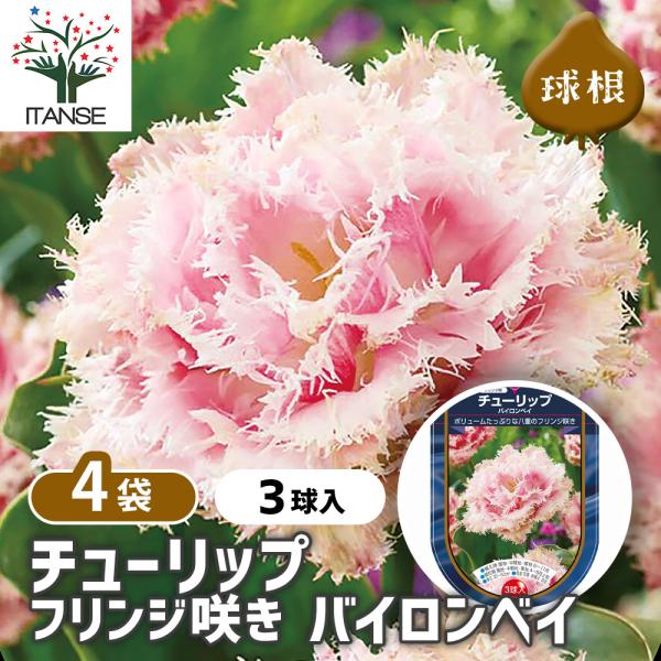 【品種特徴】 バイロンベイは、ピンクに白い縁取りが入る八重フリンジ咲きのチューリップです。 花弁の縁に細かいフリルがあり、咲き進むにつれて花が大きく開き、まるでカーネーションのようにふんわりとした豪華な花姿になります。 淡いピンクの花弁に、...