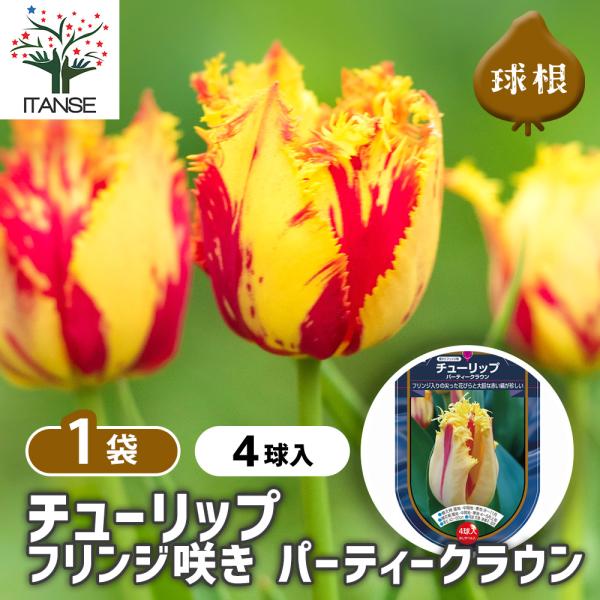 【品種特徴】 パーティークラウンは、鮮やかな黄色をベースに赤の絞り模様が入る二色咲きのフリンジ咲きチューリップです。 花弁の先端に細かい切れ込みが入り、花全体が王冠のような形に広がるのが特徴です。 咲き進むにつれてウェーブ状に反り返る花弁が...