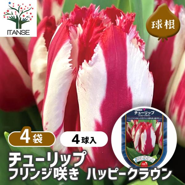 【品種特徴】 ハッピークラウンは、淡いピンク色の八重フリンジ咲きチューリップです。 花弁の縁に細かい切れ込み入り、花全体がふんわりと立体的に広がるのが特徴です。 咲き進むにつれて花が丸く開き、柔らかく優雅な印象を与えます。 草丈は約40〜5...