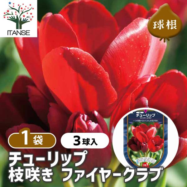 【品種特徴】 ファイアークラブは、枝咲きタイプのチューリップで、1本の茎から複数の花が咲くのが特徴です。 花色は鮮やかな真紅で、花底に黒紫色が見え、力強く存在感のある印象を与えます。 枝咲きのため花のボリュームがあり、咲き進むにつれて茎全体...
