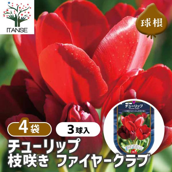 【品種特徴】 ファイアークラブは、枝咲きタイプのチューリップで、1本の茎から複数の花が咲くのが特徴です。 花色は鮮やかな真紅で、花底に黒紫色が見え、力強く存在感のある印象を与えます。 枝咲きのため花のボリュームがあり、咲き進むにつれて茎全体...