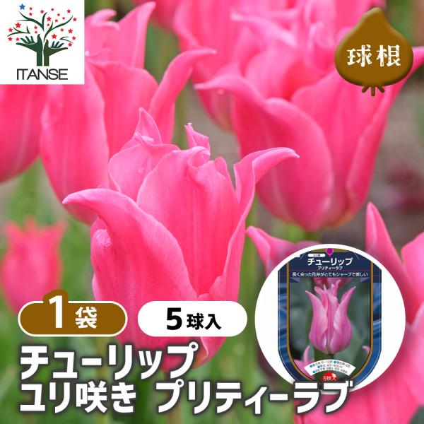 【品種特徴】 プリティーラブは、ユリ咲きタイプのチューリップで、細長く反り返る花弁が華やかに広がる品種です。 花色は鮮やかなピンクをベースに、濃いピンクのフラッシュ(色帯)が入り、グラデーションの美しさが魅力です。 草丈は約40〜60cmで...