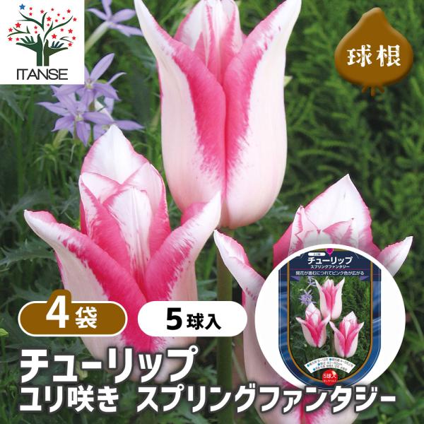 【品種特徴】 スプリングファンタジーは、ユリ咲きタイプのチューリップで、細長く反り返る花弁が華やかに広がる品種です。 花色は白地にピンクの覆輪が入り、開花とともにピンク色が全体に広がる色変わりが特徴で、春の庭に幻想的な雰囲気を添えます。 草...