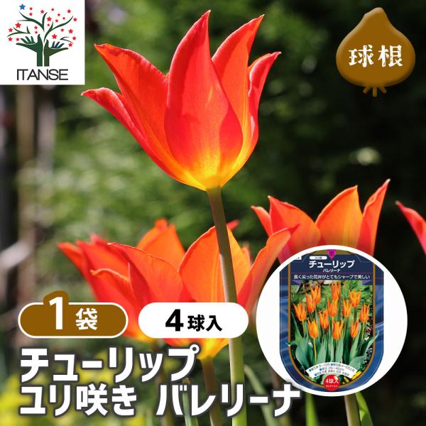 【品種特徴】 バレリーナは、ユリ咲きタイプのチューリップで、細長く反り返る花弁が華やかに広がる品種です。 花色は鮮やかなオレンジ色に、黄みがかった縁取りが特徴的で、開花が進むと花弁の先端が淡い黄色に変化します。 この色のグラデーションが美し...