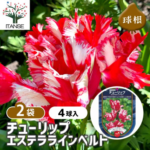 【品種特徴】 エステララインベルトは、パーロット咲きタイプのチューリップで、花弁の縁に深い切れ込みが入り、フリル状になっています。 白地に赤の縞模様が鮮やかで、花弁がオウムの羽のようにねじれているのが特徴です。 花持ちが良く、存在感のある花...
