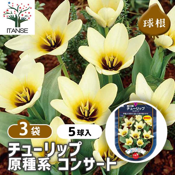 【品種特徴】 コンサートは、鮮やかな黄色の花弁が特徴的な一重咲きのチューリップです。 中心部が黄色みを帯びたグラデーションが美しく、春の庭に華やかさを添えます。 草丈は約25〜35cmで、庭植えや鉢植え、切り花など多用途に楽しめます。 耐寒...
