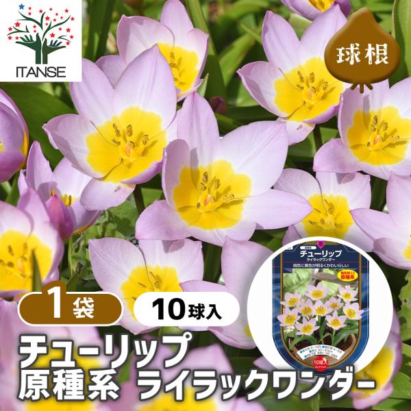 【品種特徴】ライラックワンダーは、人気のピンク系のミニチューリップです。ピンクの花びらに、中心部が黄色のかわいい品種です。開花しながら草丈が伸びます【検索キーワード】チューリップ 原種系 ライラックワンダー tulip 一重咲き 八重咲き ...