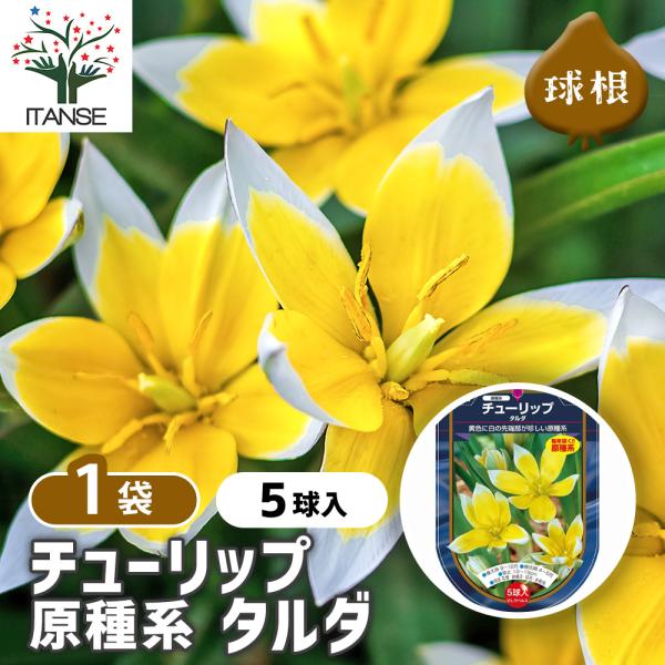 【品種特徴】 タルダは原種系チューリップで、野生種に近い素朴で可憐な花姿が特徴です。 花色は 花弁外側が白色、中心部が鮮やかな黄色 の二色咲きで、明るく爽やかな印象を与えます。 草丈は10〜15cmと低く、群生させると小さな花のじゅうたんの...