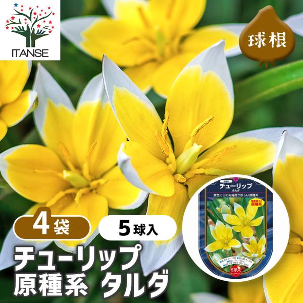 【品種特徴】 タルダは原種系チューリップで、野生種に近い素朴で可憐な花姿が特徴です。 花色は 花弁外側が白色、中心部が鮮やかな黄色 の二色咲きで、明るく爽やかな印象を与えます。 草丈は10〜15cmと低く、群生させると小さな花のじゅうたんの...
