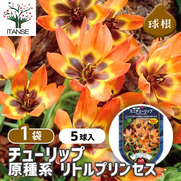 【品種特徴】 リトルプリンセスは、オレンジ色の花弁に黄色の縁取りと黒い中心部が特徴的な原種系チューリップです。 草丈は約10〜20cmで、ロックガーデンや鉢植え、花壇の縁どりなどに適しています。 耐寒性があり、群生させると美しい花のじゅうた...