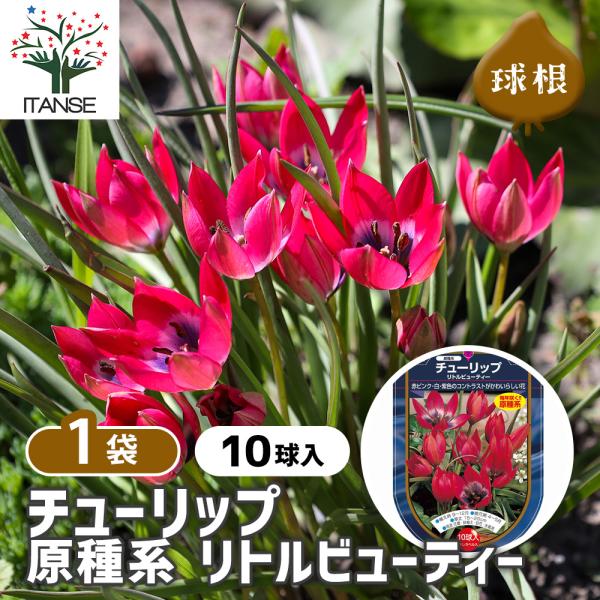 【品種特徴】 リトルビューティーは、赤ピンク色の花弁に青紫色の中心部が特徴的な原種系チューリップです。 草丈は約25cmで、春に開花します。 カップ型の小さな一重咲きの花が、ロックガーデンや鉢植え、花壇の前面などに適しています。 芳香もあり...