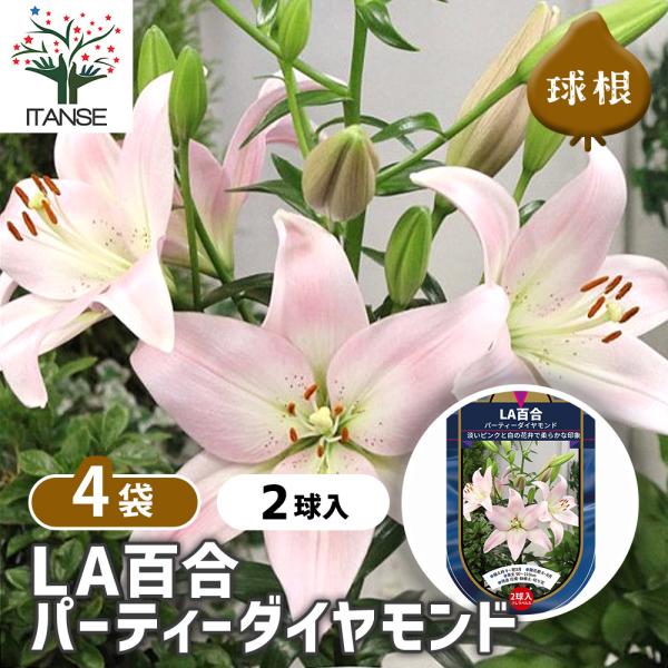 【品種特徴】パーティダイヤモンドは、淡いピンク色の花弁に白い中心部が特徴的なLAハイブリッドユリです。香りはほとんどなく、他の花との相性も良好なため、ブーケやアレンジメントに最適です。また、育てやすさと華やかさを兼ね備えており、庭や鉢植えで...
