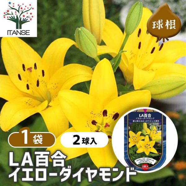 【品種特徴】 イエローダイヤモンドは、鮮やかな黄色の大輪の花を持つLAハイブリッドユリです。 草丈は80〜130cmで、6月中旬〜下旬に開花します。 香りはほとんどなく、他の花との相性も良好なため、ブーケやアレンジメントに最適です。 また、...