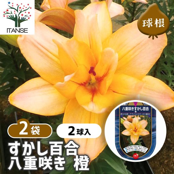【品種特徴】 八重咲きスカシユリは、従来のスカシユリに比べて花弁が多く、ボリューム感と華やかさが特徴です。 香りがほとんどないため、室内での飾りつけにも安心です。 また、花粉が少ないため、衣服や花瓶を汚しにくいという利点もあります。 これら...