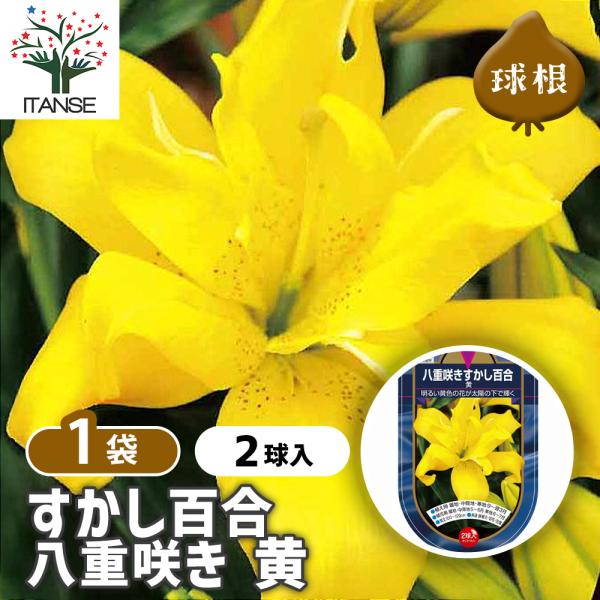 【品種特徴】 八重咲きスカシユリは、従来のスカシユリに比べて花弁が多く、ボリューム感と華やかさが特徴です。 香りがほとんどないため、室内での飾りつけにも安心です。 また、花粉が少ないため、衣服や花瓶を汚しにくいという利点もあります。 これら...