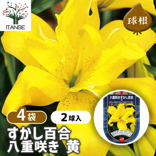 【品種特徴】 八重咲きスカシユリは、従来のスカシユリに比べて花弁が多く、ボリューム感と華やかさが特徴です。 香りがほとんどないため、室内での飾りつけにも安心です。 また、花粉が少ないため、衣服や花瓶を汚しにくいという利点もあります。 これら...