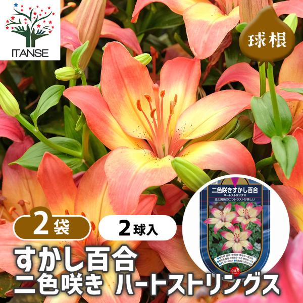 【品種特徴】 ハートストリングス’は、ピーチイエローの中心部にラズベリー色の先端が入る複色の花弁が特徴的なスカシユリです。 草丈は約50〜100cmで、6月〜7月に開花します。 香りはほとんどなく、切り花や庭植え、鉢植えとしても楽しめます。...