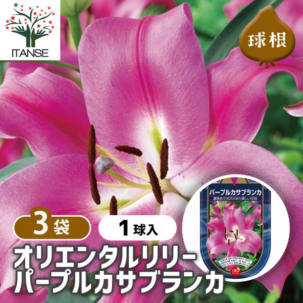 【品種特徴】甘く濃厚な香りと、気高い花姿で知られるカサブランカ。星形に展開した花に、少し首をもたげた気品ある立ち姿は、世界中でブームになったほどの魅力があります。葉もまた魅力的で、ツヤのある濃い緑色をしています【検索キーワード】オリエンタル...