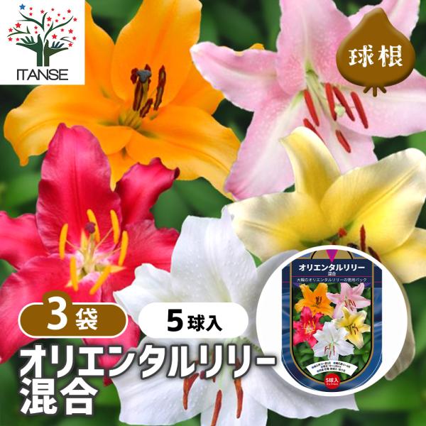 ※品種・花色の内訳はなく、ランダムに詰め合わせておりますので品種・花色指定などはできません。 ※パッケージ通りのお花が咲くわけではございません。予めご了承ください。 【品種特徴】 オリエンタルユリは、大きくて香りが良いのが特徴です。 花色等...