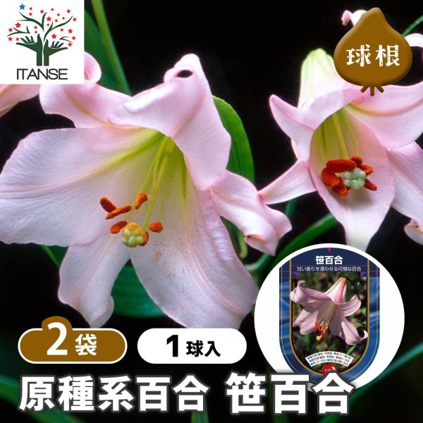 【品種特徴】 日本の山野に自生する、楚々とした風情が美しい原種系の百合です。 淡いピンク色の花は清楚で可憐。その名の通り、葉が笹の葉に似ているのが特徴です。 見た目の美しさだけでなく、甘く上品な香りが強いのも大きな魅力で、切り花や茶花として...