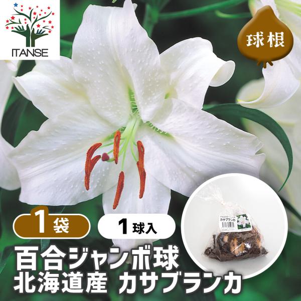 【品種特徴】 特大球根は通常よりも栄養分を豊富に蓄えており、花茎が太く、草丈も高く、花数が多くなるのが最大の特徴。 1球から6〜10輪ほどの花を咲かせることもあり、存在感抜群です。【検索キーワード】百合ジャンボ球 北海道産 カサブランカ l...
