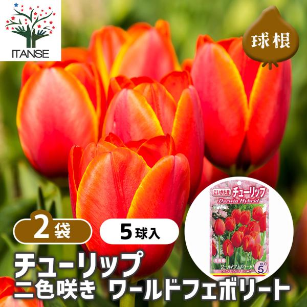 【品種特徴】 ワールドフェボリートは、鮮やかな赤色の花びらに、縁が黄色の二色咲きチューリップです。 花は芳香がある一重咲きで、咲き始めは円錐型で、次第に卵形に変化します。 また、葉は下部に集まり、厚みがありワックス状の質感の緑色です。 群植...