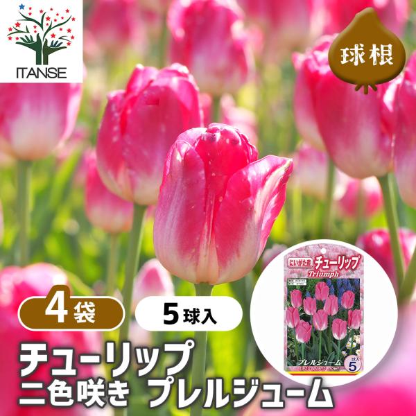 【品種特徴】 プレルジュームは、一重咲きで、花びらの下の方が白く、先端にかけて濃いピンクへグラデーションする華やかな印象の二色咲きチューリップです。咲き始めは円錐型で、次第に卵形に変化します。また、葉は下部に集まり、厚みがありワックス状の質...