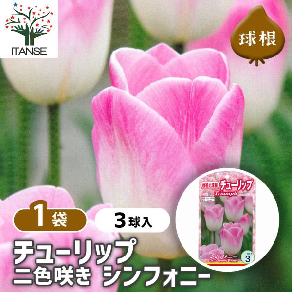 【品種特徴】 シンフォニーは、一重咲きのカップ型の花形と、丸みのある可愛らしい外観が特徴のチューリップです。 咲き始めは、白色の花びらに淡いピンクが縁取りになって現れますが、開花が進むにつれピンク色が下部へ広がり、優しく鮮やかな二色咲きにな...