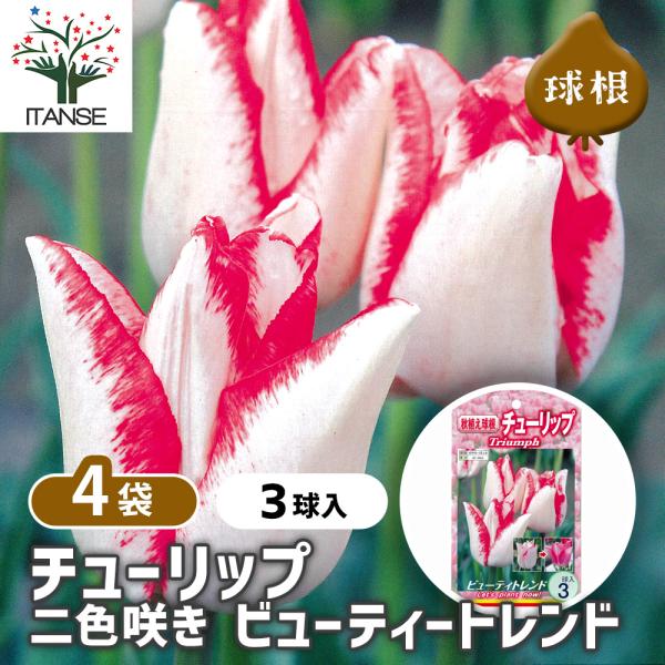 【品種特徴】 ビューティートレンドは、咲きはじめは、白い花びらの先にほんのりと紅色が入り、開花が進むにつれて花全体が桃色から赤に染まる色変わりの美しさが特徴の二色咲きチューリップです。 花の表面はマットな質感で、シンプルながらモダンな美しさ...