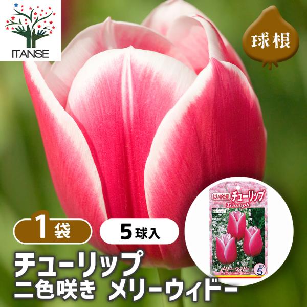 【品種特徴】 メリーウィドーは、赤い花びらに、白い縁取り(覆輪)が入る二色咲きチューリップです。一重咲きのカップ型で、丸みを帯びた可愛らしい花形が魅力的な品種です【検索キーワード】チューリップ 二色咲き メリーウィドー tulip 一重咲き...