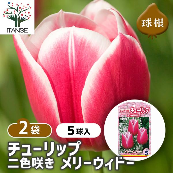【品種特徴】 メリーウィドーは、赤い花びらに、白い縁取り(覆輪)が入る二色咲きチューリップです。一重咲きのカップ型で、丸みを帯びた可愛らしい花形が魅力的な品種です【検索キーワード】チューリップ 二色咲き メリーウィドー tulip 一重咲き...