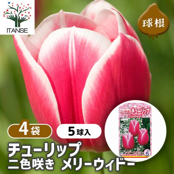 【品種特徴】 メリーウィドーは、赤い花びらに、白い縁取り(覆輪)が入る二色咲きチューリップです。一重咲きのカップ型で、丸みを帯びた可愛らしい花形が魅力的な品種です【検索キーワード】チューリップ 二色咲き メリーウィドー tulip 一重咲き...