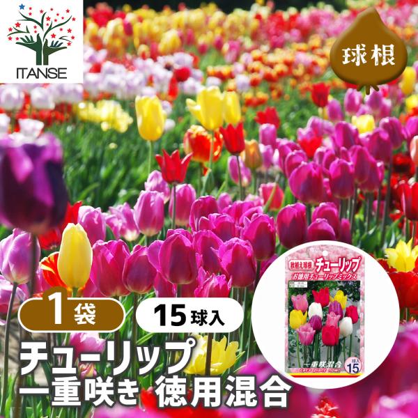 ※お徳用パックで品種・花色内訳はなく、ランダムに詰め合わせておりますので品種・花色指定などはできません。 ※パッケージ通りのお花が咲くわけではございません。予めご了承ください。【検索キーワード】チューリップ 徳用 tulip 一重咲き 八重...