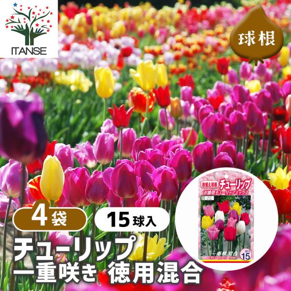 ※お徳用パックで品種・花色内訳はなく、ランダムに詰め合わせておりますので品種・花色指定などはできません。 ※パッケージ通りのお花が咲くわけではございません。予めご了承ください。【検索キーワード】チューリップ 徳用 tulip 一重咲き 八重...