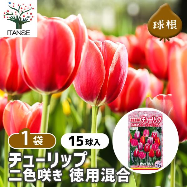 ※お徳用パックで品種・花色内訳はなく、ランダムに詰め合わせておりますので品種・花色指定などはできません。 ※パッケージ通りのお花が咲くわけではございません。予めご了承ください。【検索キーワード】チューリップ 二色咲き 徳用 tulip 一重...