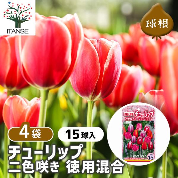 ※お徳用パックで品種・花色内訳はなく、ランダムに詰め合わせておりますので品種・花色指定などはできません。 ※パッケージ通りのお花が咲くわけではございません。予めご了承ください。【検索キーワード】チューリップ 二色咲き 徳用 tulip 一重...
