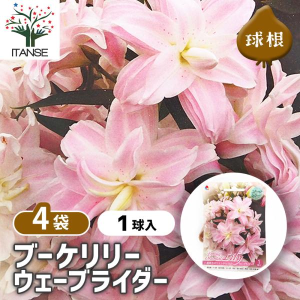 【品種特徴】 優しいソフトピンクの花弁が幾重にも重なる、豪華な八重咲きのオリエンタルリリーです。 品種名の通り、満開時にはたくさんの花が密集して咲き誇り、まるでウェディングブーケのような見事な花姿になります。 従来のユリに比べて草丈がコンパ...